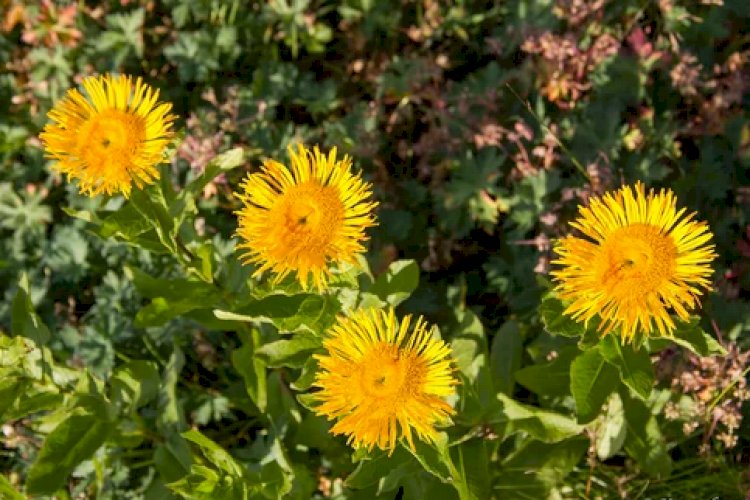 Девясил на закате - IfBest