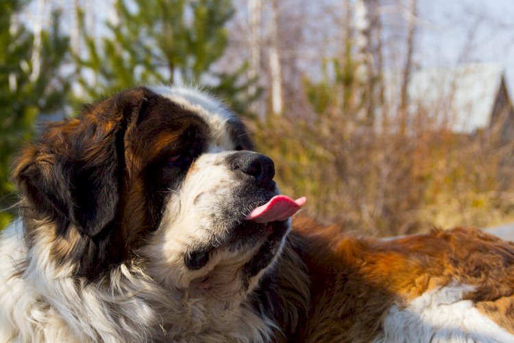 Хрюн бернарский, или один из друзей курбобихи - IfBest