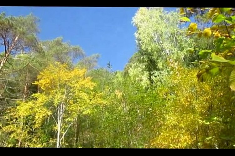 Босая осень - поёт Джанго - IfBest