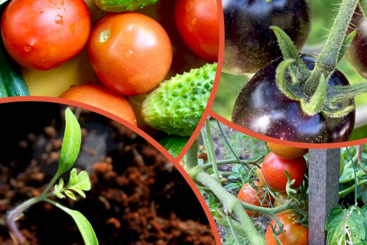 Томаты. Любимые сорта. Однозначно в списке на 2024 год - IfBest