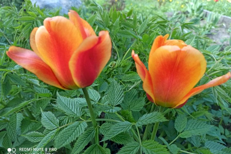 Такие разные прекрасные тюльпаны - IfBest